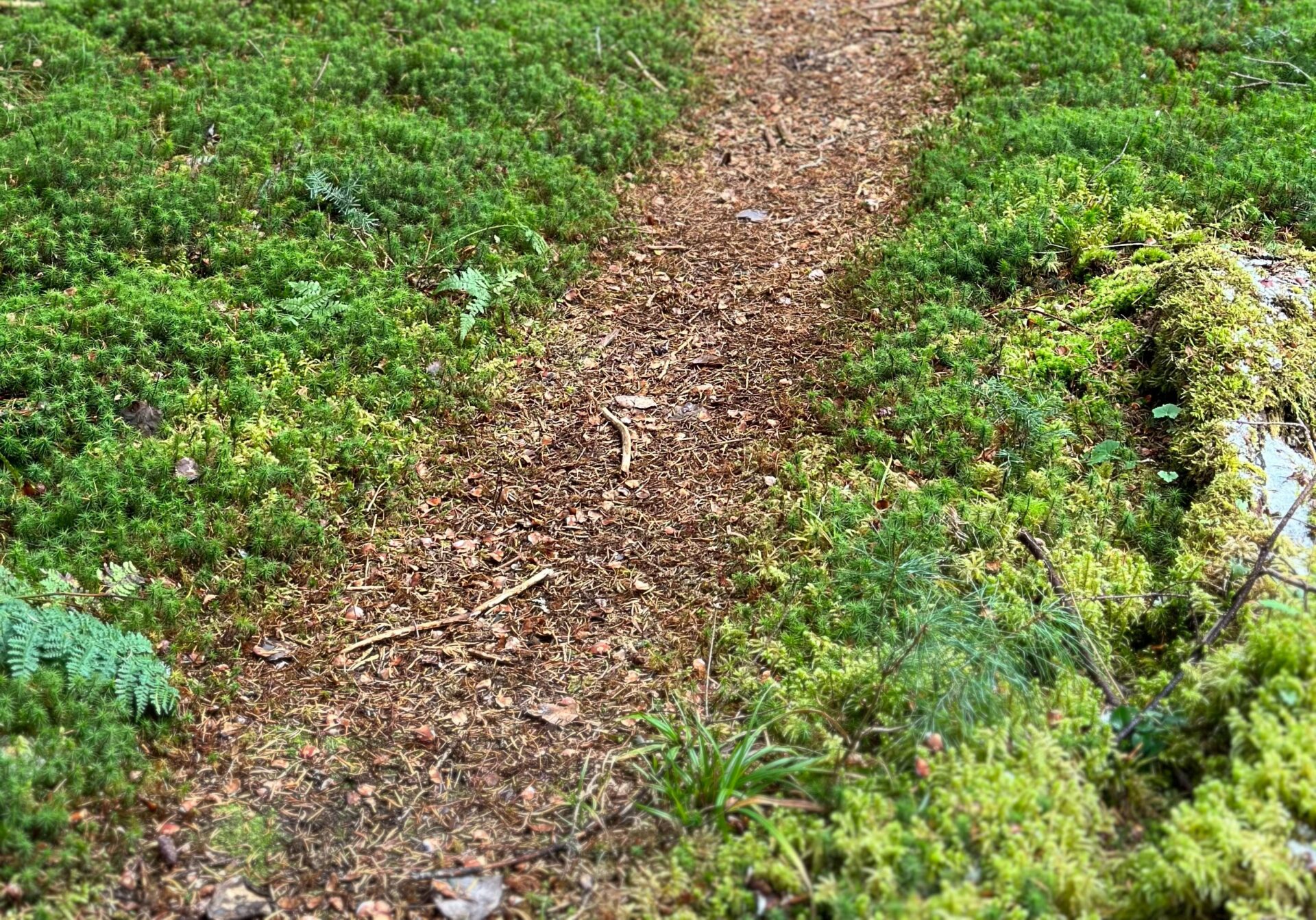 Practical Garden Path Ideas - StoneSet